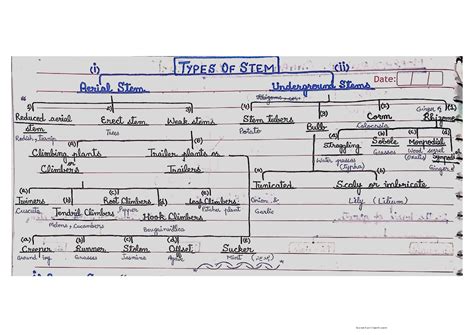 Solution Types Of Stem Botany Studypool