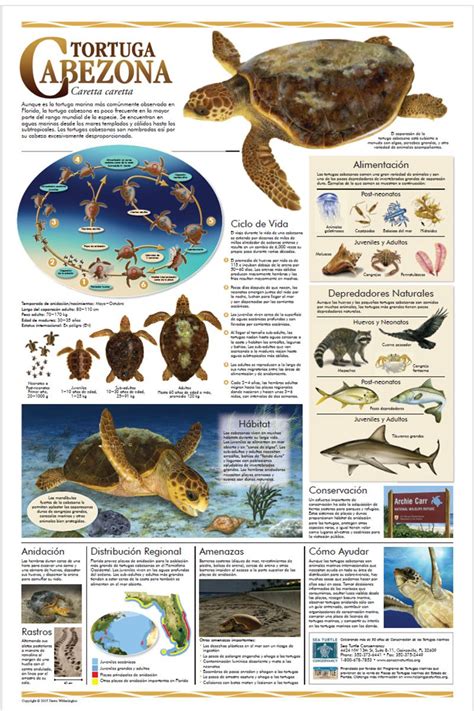 Sea Turtle Adaptations Sea Turtle Conservancy