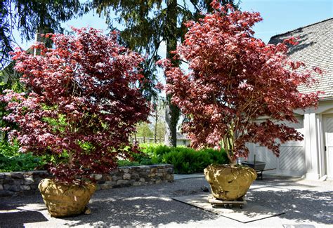 Small Trees Grown In Shade 7 Best Fast Growing Trees For Vibrant Fall
