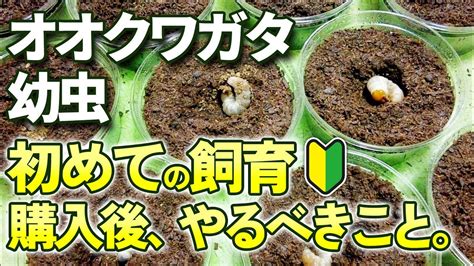 オオクワガタ幼虫購入後！やるべきことは？初心者向けに詳しく解説 ♪ Youtube