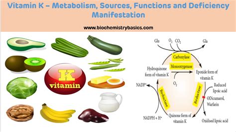 Vitamin K Biochemistry Biochemistry Basics By Dr Amit Maheshwari