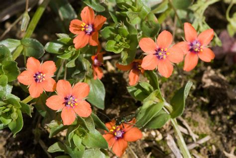 Scarlet Pimpernel Flower Seeds Best Flower Site