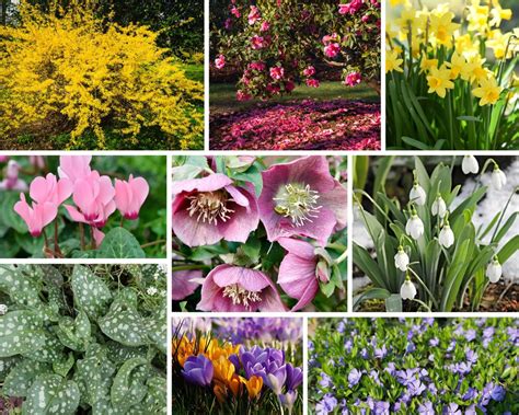 Companion Plants For Hellebores Designs With Perfect Pairings