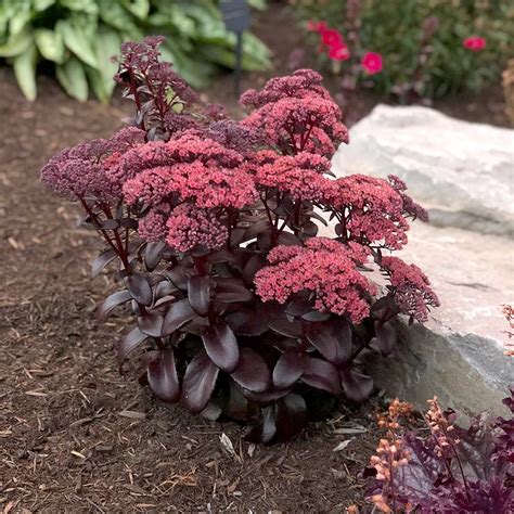 Sedum Dark Magic