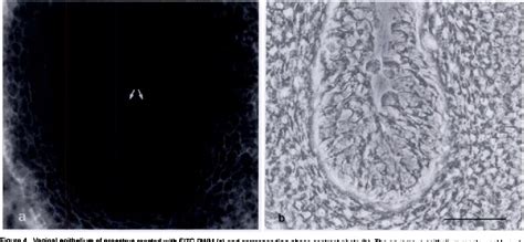 Figure 4 From Lectin Histochemistry Of Mouse Vagina During The Estrous