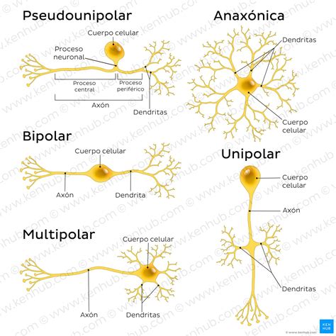 Tipos De Neuronas En El Sistema Nervioso