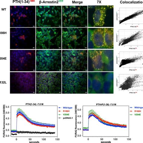Pth1r Mutations And Impact On Camp Signaling Responses To Pth 1‐34 And Download Scientific