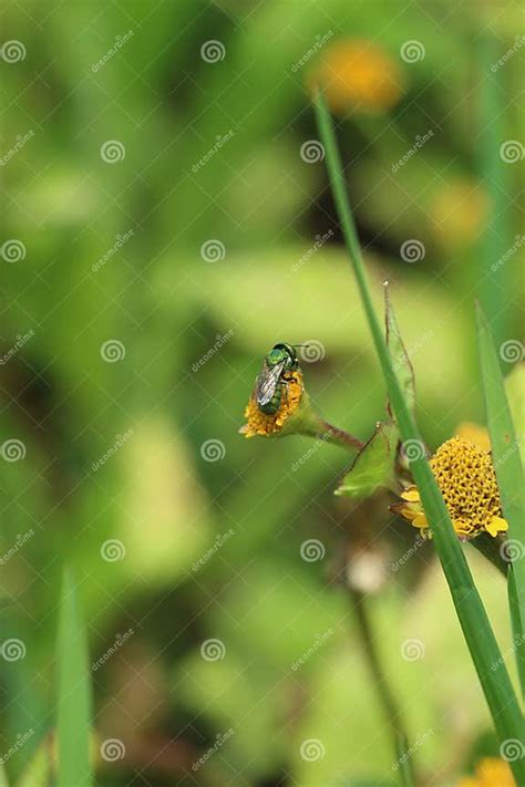 Photo Of Pollinator Insects Pollinating Flowering Plants Stock Image Image Of Insect