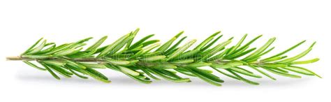 Green Fresh Rosemary Twig Isolated On White Background File Contains