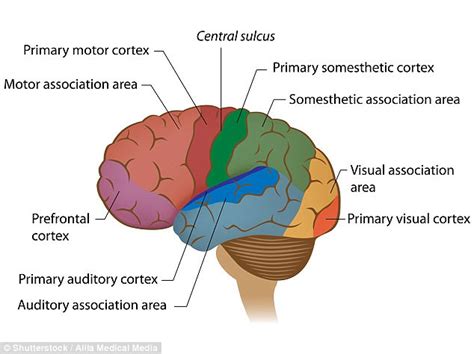 Brain Injuries Make People More Likely To Be Religious Daily Mail Online