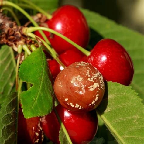 Molidul Conditii De Mediu Lucrari De Ingrijire Plantare