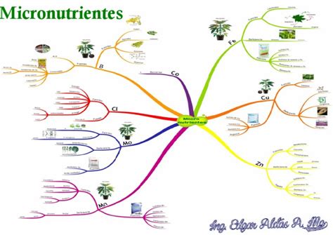 Mapa Mental De Micronutrientes Pdf