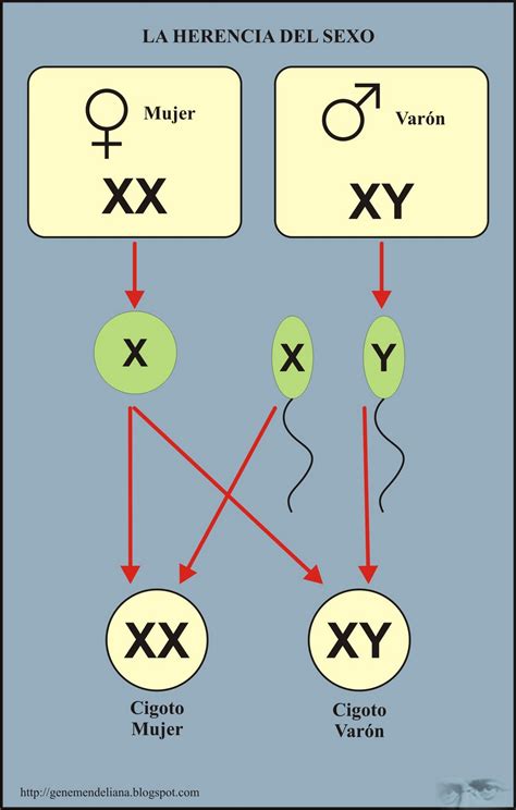 Opiniones De Sistema De Determinacion Del Sexo Zw