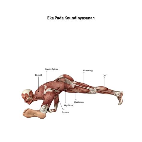 Eka Pada Koundinyasana One Legged Koundinyas Pose