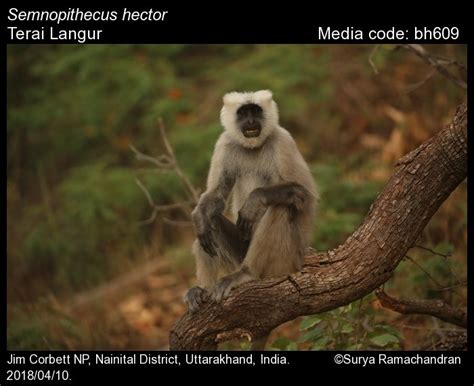 Semnopithecus Mammals