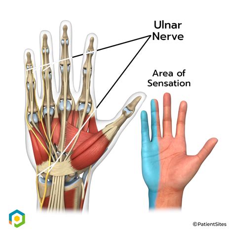 Ulnar Nerve Supply Hand Muscles