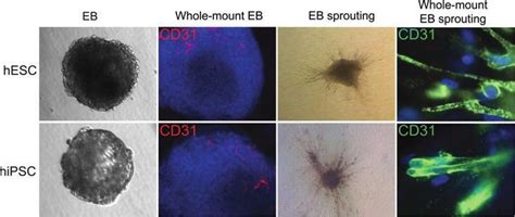 In Vitro Endothelial Differentiation Of Hescs And Hipscs Download