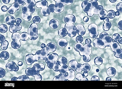 Spirillum Bacteria Under Microscope