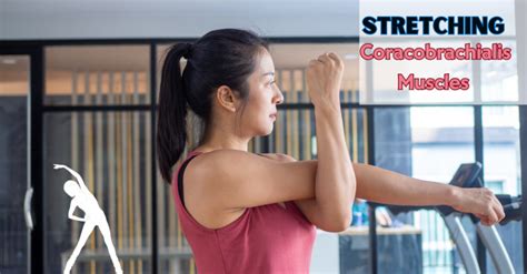 Coracobrachialis Exercises Strengthen And Tone Your Upper Arm Muscles
