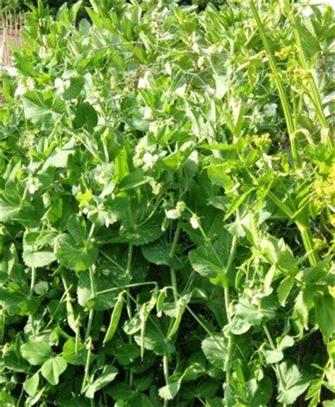 Peas
