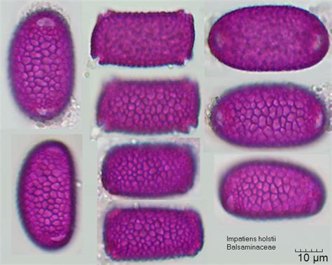 Datei Impatiens Holstii  Pollen Wiki