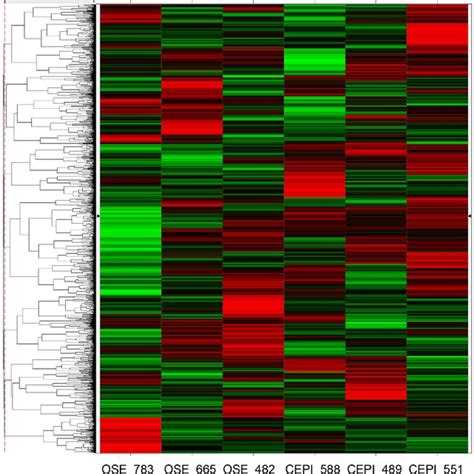 Unsupervised Hierarchical Clustering Of CEPI And OSE Samples Based On
