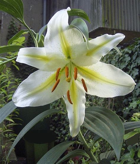 Lilien Lilium AnthroWiki