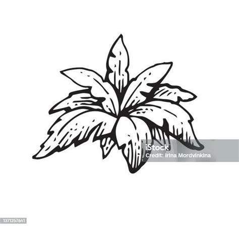 큰 잎이있는 숲 즙이 많은 잔디 열대 식물 수동 드로잉 윤곽선입니다 이국적인 식물의 스케치 흰색 배경에 격리 벡터 0명에 대한 스톡 벡터 아트 및 기타 이미지 Istock