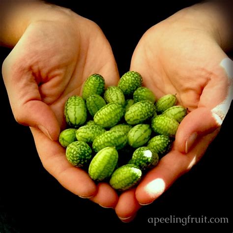 Genetically Modified Watermelon