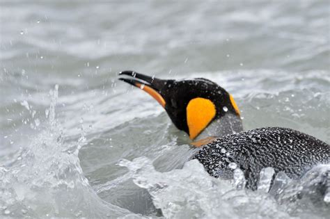 A Swimming King Penguin In St Andrews Bay South Georgia Picture By