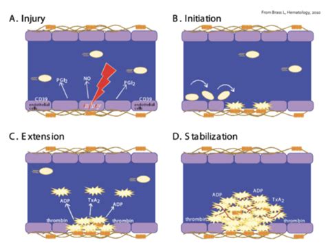 L23 Anticoagulants And Hemostatic Agents Flashcards Quizlet