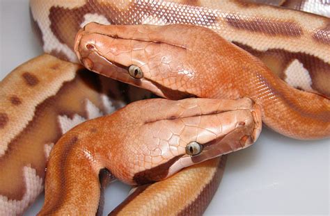 Blood Python Dipong Python Curtus Reptilers