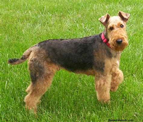 Airedale Terrier Puppies Rescue Pictures Information Temperament