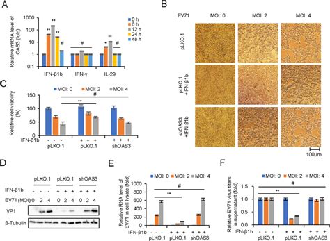 Oas3 Plays An Important Role In Ifn β1b Mediated Inhibition Of Ev71 A