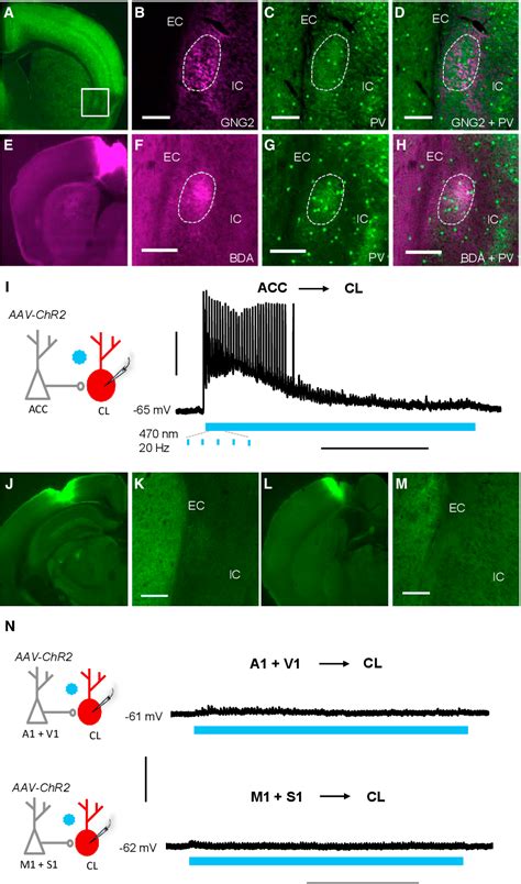 Figure 1 From Anterior Cingulate Cortex Input To The Claustrum Is Required For Top Down Action