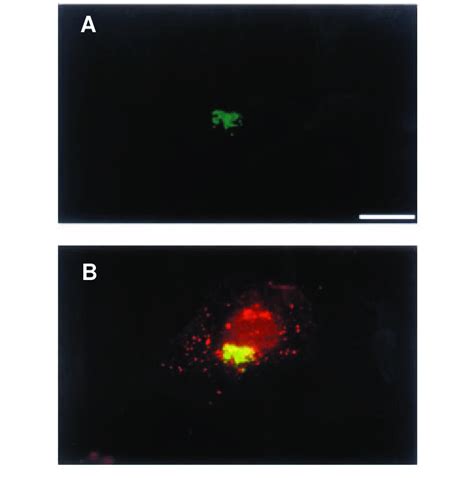 Ac45 Does Not Colocalize With The Trans Golgi Tgn Marker Protein