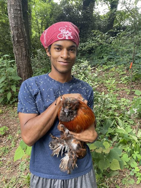 What Is The Two Breeds Of This Rooster Rchickens