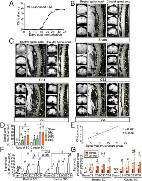Spatiotemporal Distribution Of Mpios αp Selectin Induced Hyposignal Download Scientific Diagram