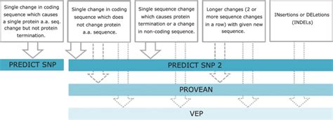 algorithm flow chart for each type of mutation present a sequence of
