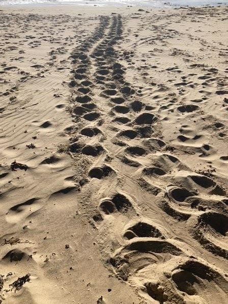Loggerhead Turtle Nest Relocated To Safety At Forster On New South