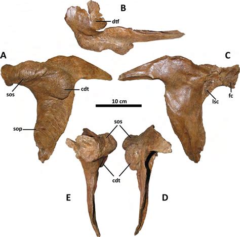 Left Postorbital Of Bdm 107 Shown In Lateral A Dorsal B Medial Download Scientific
