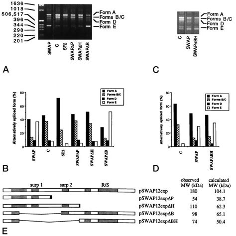 Effect Of Swap Deletion Mutants On Regulation Of Fibronectin Iiics