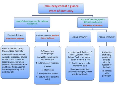 SOLUTION Immune System Basics Studypool