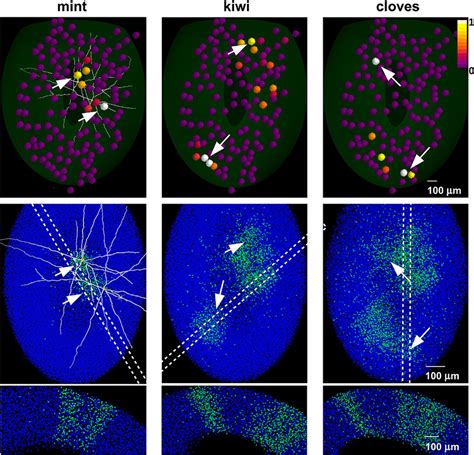 mitral granule cell network configuration after learning different