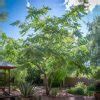 The 10 Best Trees That Grow In Sand Rhythm Of The Home