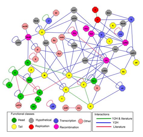 the protein interaction network of phage lambda interactions from this