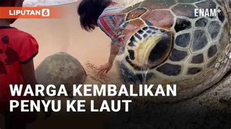 VIDEO: Luar Biasa, Warga Berikan Edukasi dan Kembalikan Penyu ke Laut ...