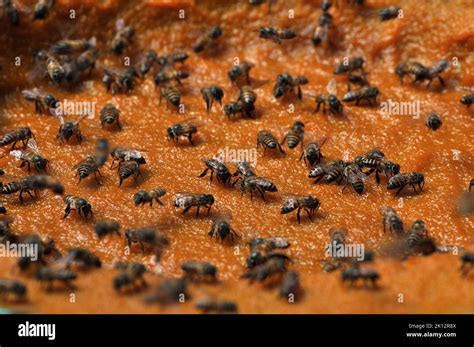 Bee Sucking Nectar Closeup Of Bees Sucking Jam Worker Bees Eating