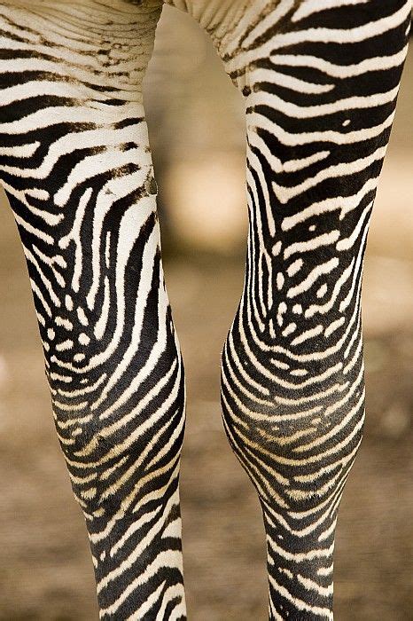 Closeup Of A Grevys Zebras Legs Equus By Tim Laman Zebras Zebra
