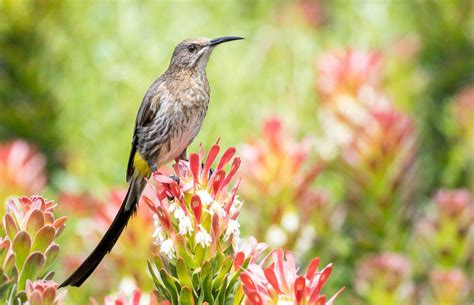 Birding South Africa Birds Of South Africa